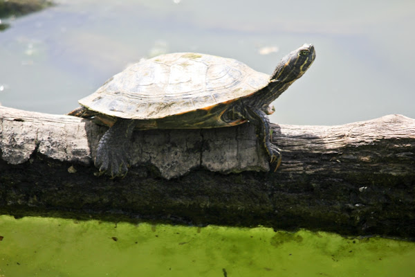 Eastern River Cooter | Project Noah