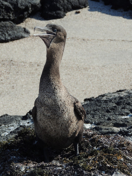 Flightless cormorant | Project Noah