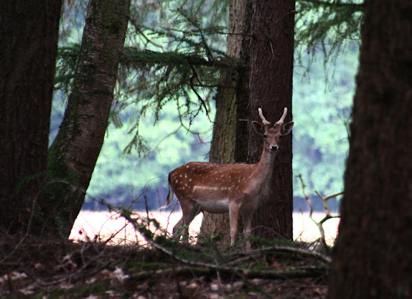 Fallow deer | Project Noah