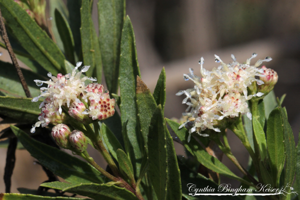 Mule Fat | Project Noah