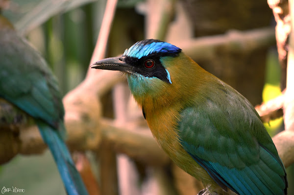 Pájaro Bobo | Project Noah