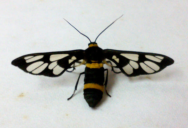 Wasp Mimic Moth | Project Noah