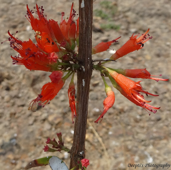 Fire Flame Bush | Project Noah