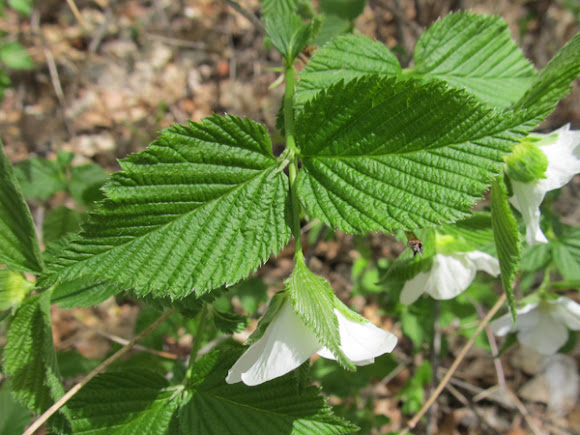 Unknown shrub | Project Noah