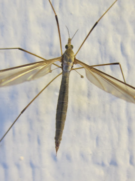 Crane Fly | Project Noah