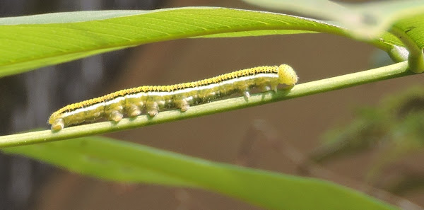 Common Emigrant Caterpillar | Project Noah
