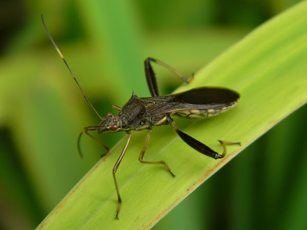 large brown bean bug | Project Noah