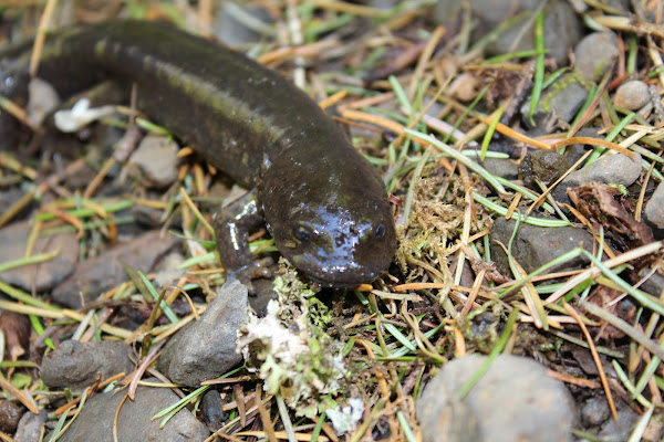Pacific Giant Salamander | Project Noah
