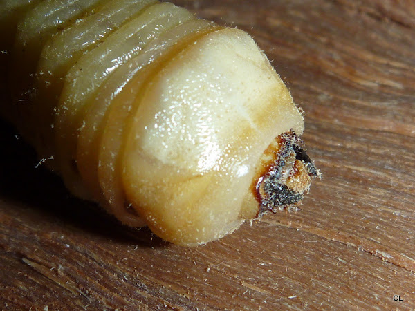 Long-horned or Longicorn Beetle Larva | Project#N# Noah