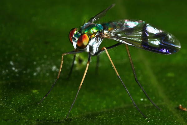 long-legged fly | Project Noah