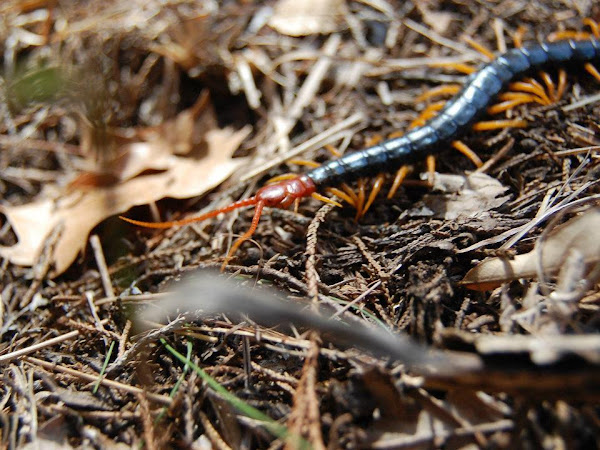 Giant Red-Headed Centipede | Project Noah