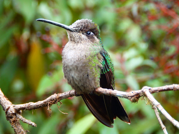 Magnificent hummingbird female | Project Noah