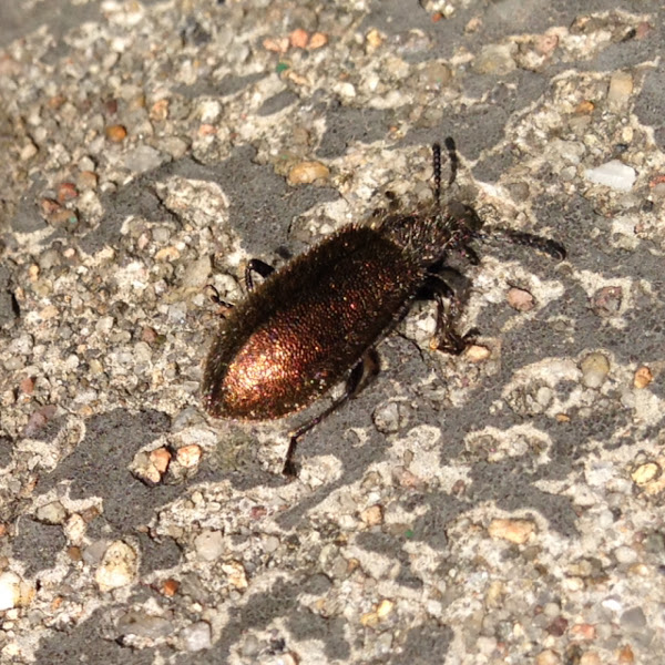 Bicho Capixaba | Project Noah