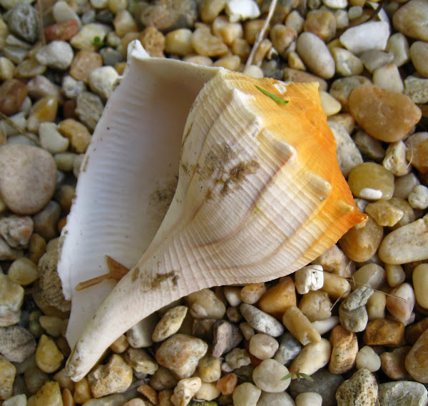 Lightning Whelk Shell | Project Noah
