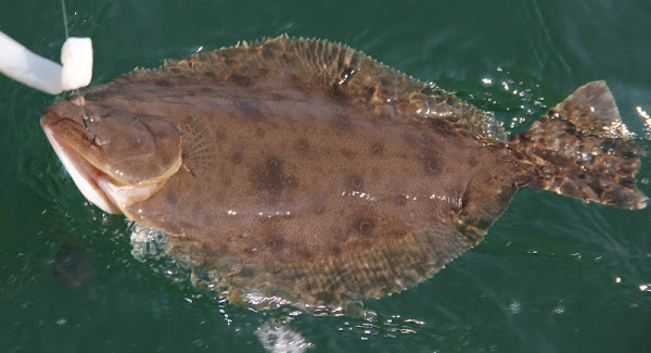summer flounder | Project Noah