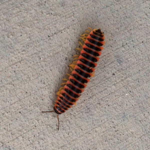 Flat millipede. Orange and black. | Project Noah