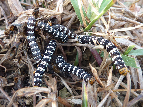 Lily Borer/Crinum Borer | Project Noah