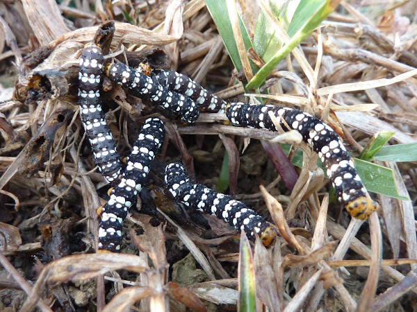 Lily Borer/Crinum Borer | Project Noah