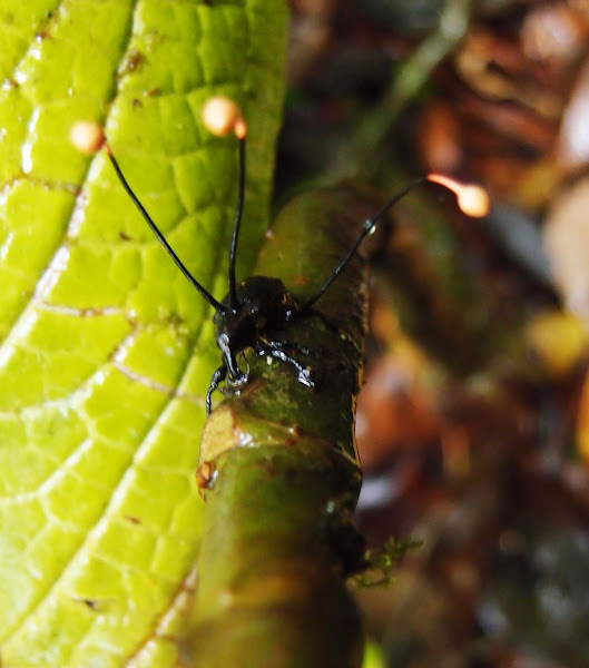 Cordyceps fungus on dead weevil | Project Noah