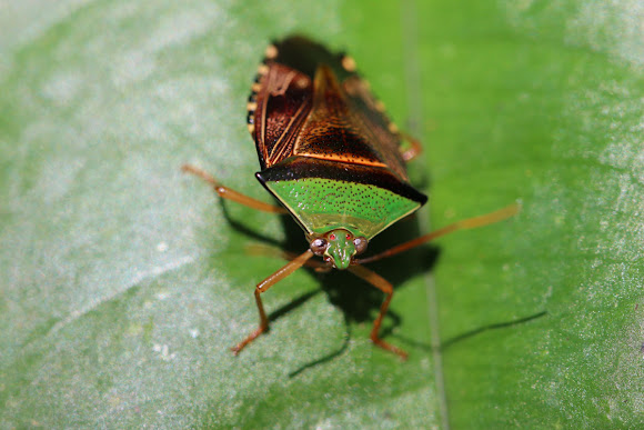 Stink Bug | Project Noah