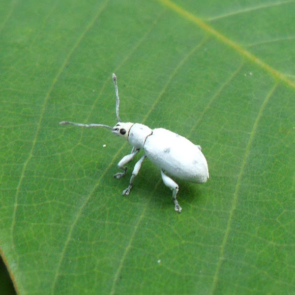 Sri Lanka Weevil | Project Noah
