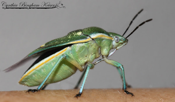 Say's Stink Bug | Project Noah