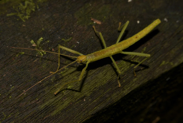 Stick Insect, Phasmid - Nymph | Project Noah