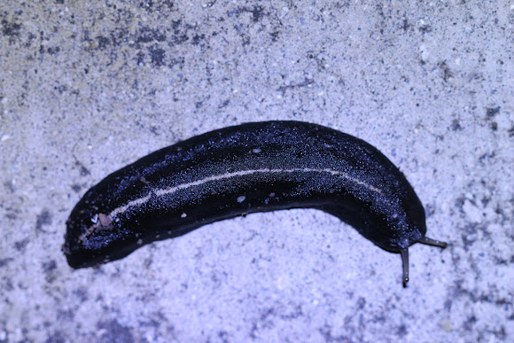 Tropical Leatherleaf | Project Noah