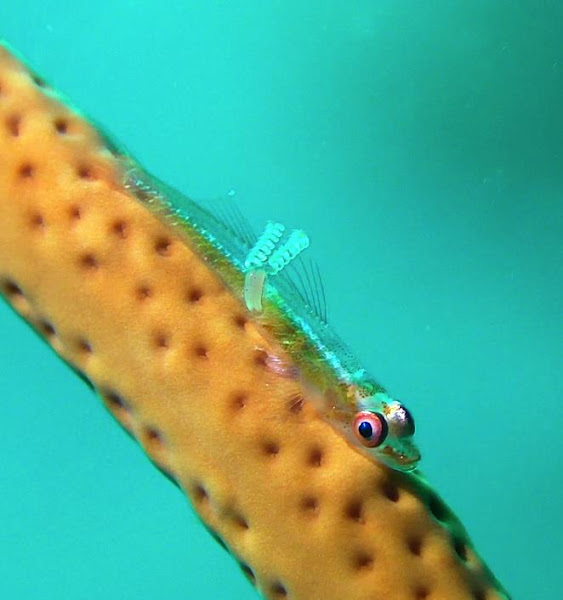Whip Coral Goby | Project Noah