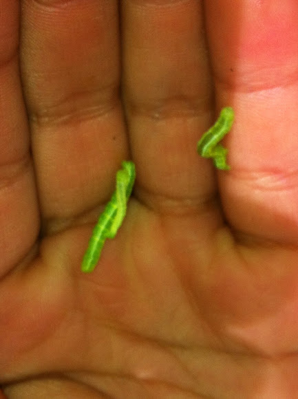 Canker Worms | Project Noah