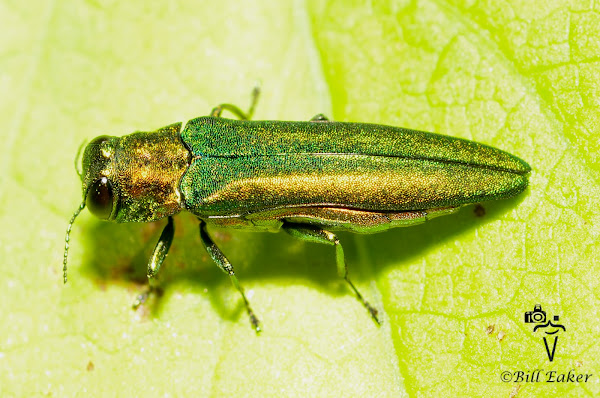 Emerald Ash Borer | Project Noah
