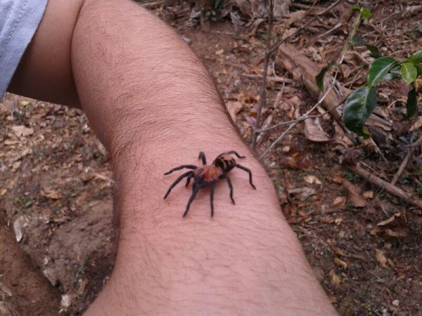 Costa Rican Suntiger Tarantula | Project Noah