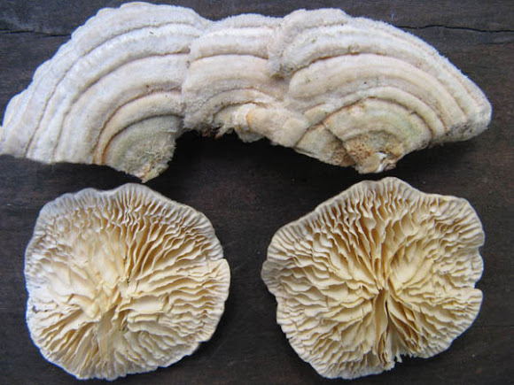 The Gilled Polypore mushroom | Project Noah