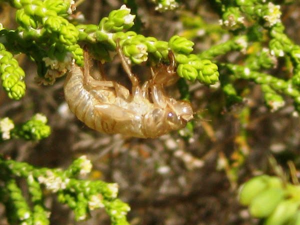 Cicada skin/ Camisa ninfal de cigarra o chicharra | Project Noah