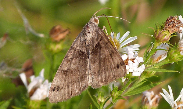 Clover Looper Moth | Project Noah