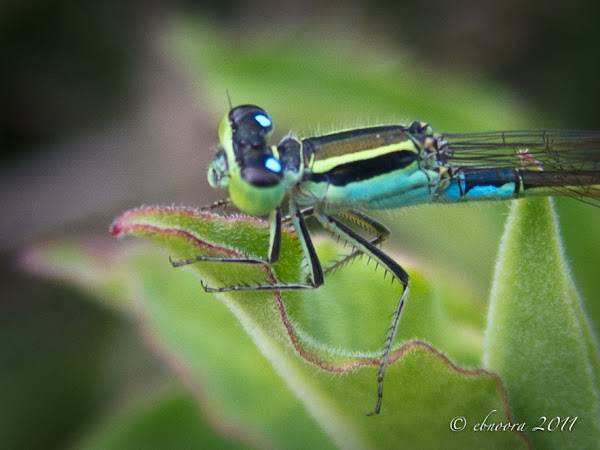 Bluetail Damselfly | Project Noah