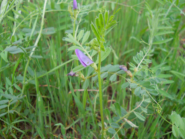Spring Vetch | Project Noah