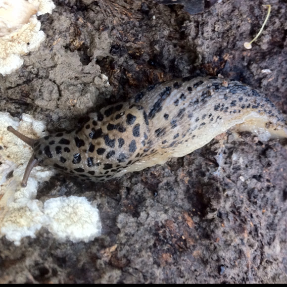 Leopard Slug | Project Noah