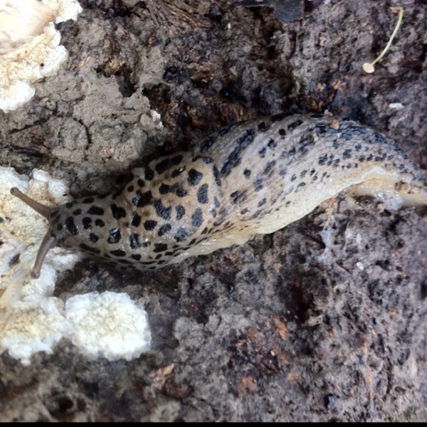 Leopard Slug | Project Noah