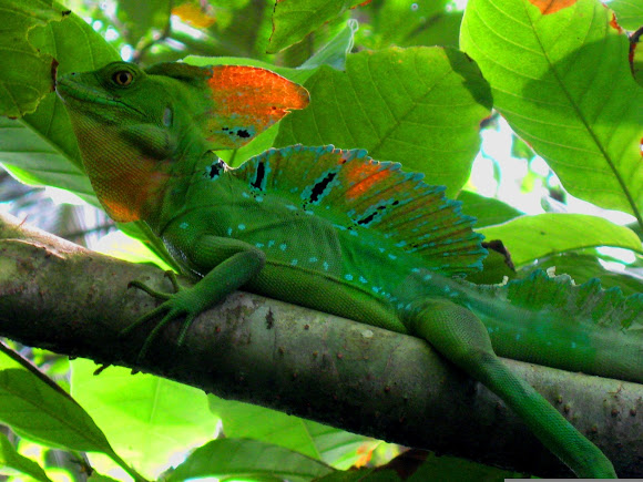 Green basilisk, Emerald basilisk, Plumed basilisk, Jesus Christ Lizard ...