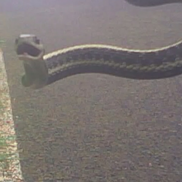 Northwest garter snake | Project Noah