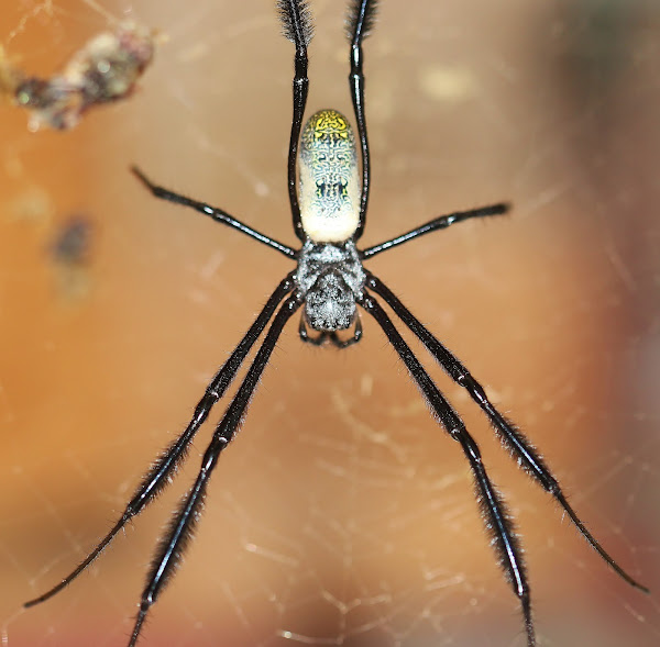 Black - legged Nephila with Male | Project Noah