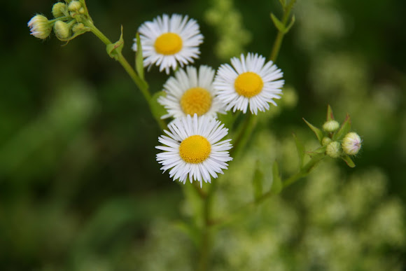 Fleabane (Feinstrahl) | Project Noah