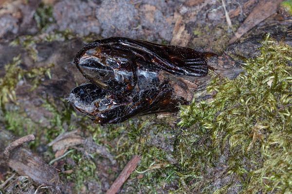 Wattle Goat Moth | Project Noah