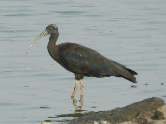 Indian Black Ibis | Project Noah