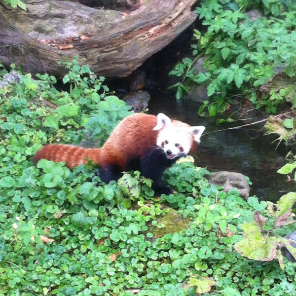 Red panda | Project Noah
