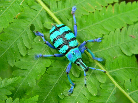 Eupholus weevil | Project Noah