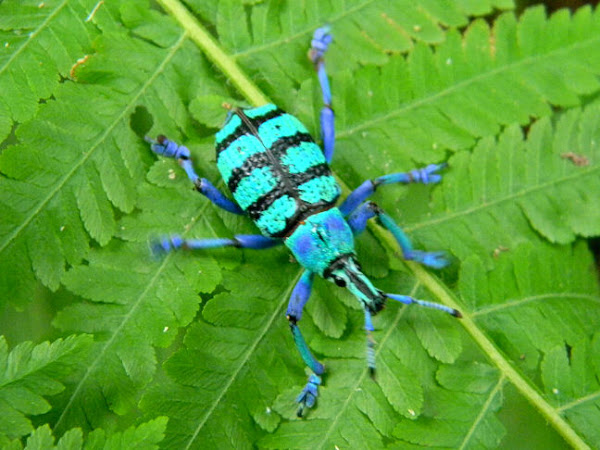 Eupholus weevil | Project Noah