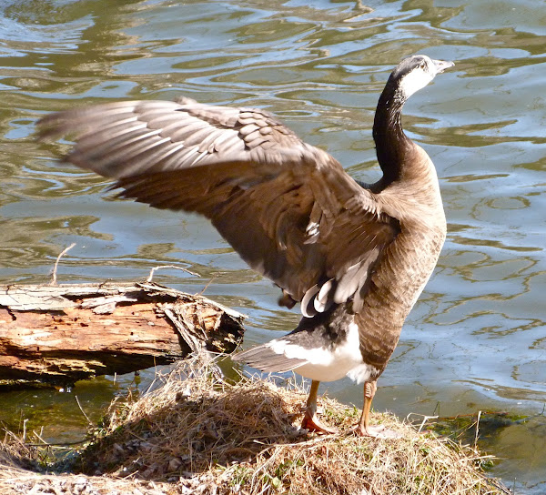 Canada Embden hybrid goose | Project Noah