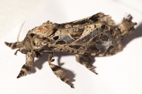 Carpenter Moth | Project Noah